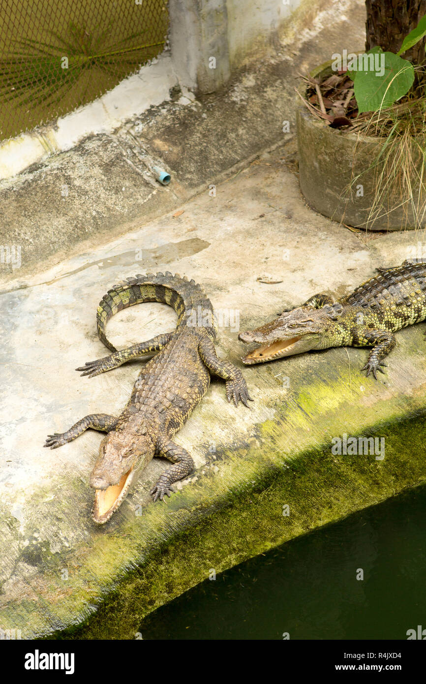 thailand crocodile farm and zoo Stock Photo - Alamy