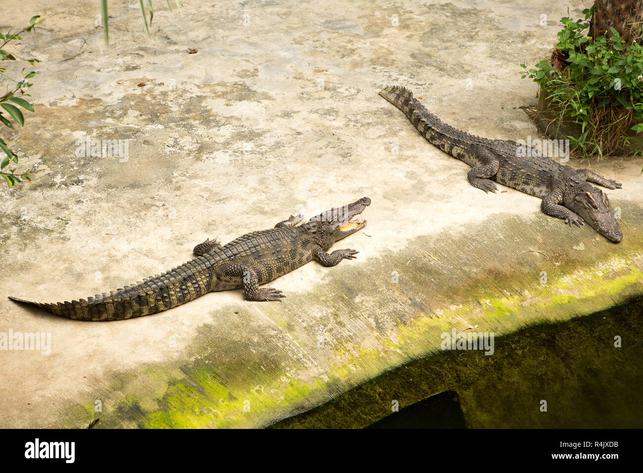 thailand crocodile farm and zoo Stock Photo - Alamy