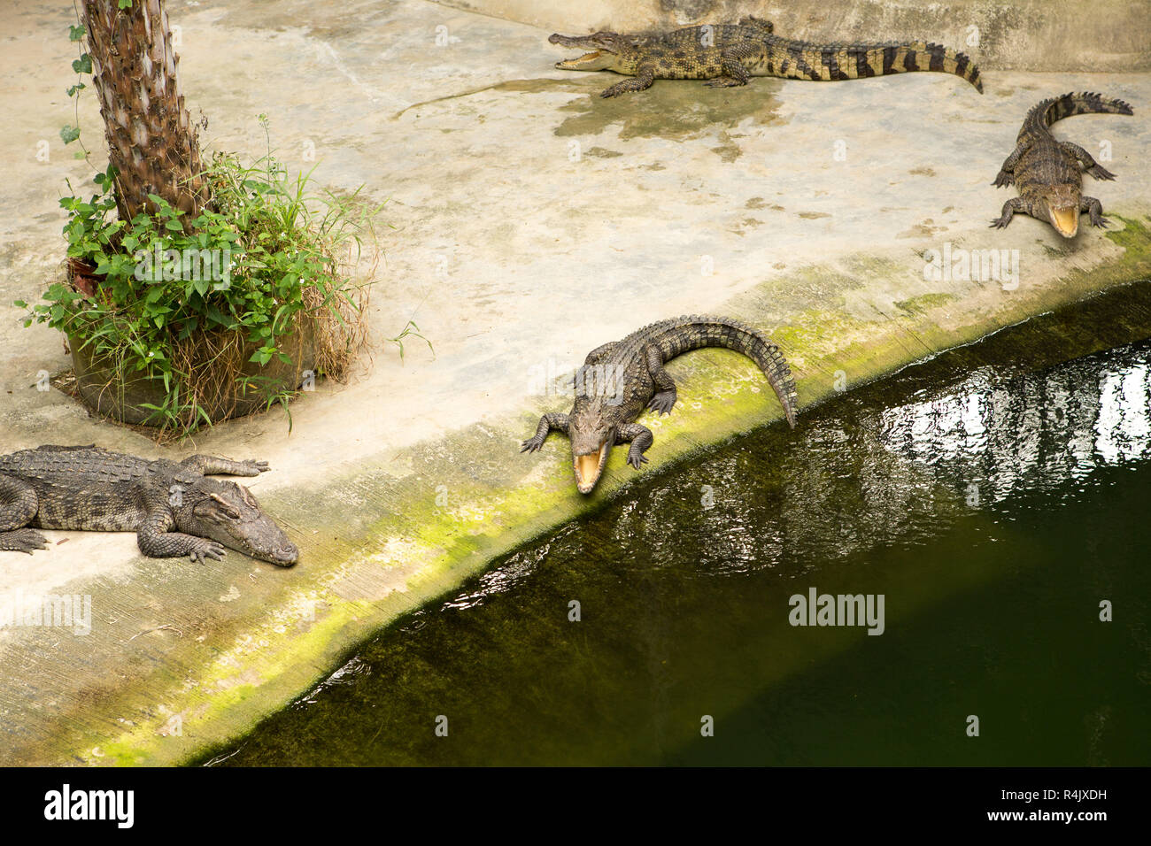 thailand crocodile farm and zoo Stock Photo - Alamy