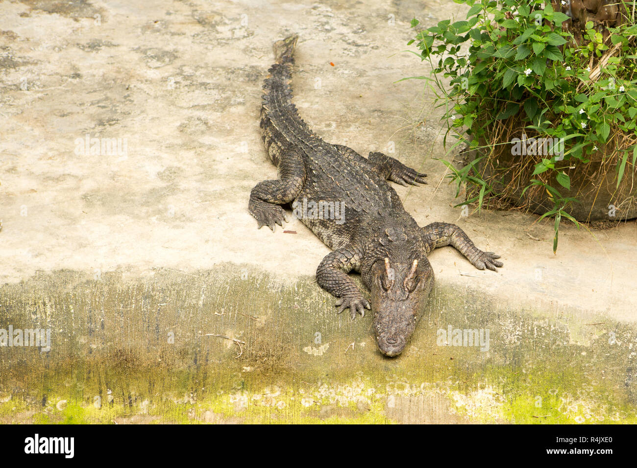 thailand crocodile farm and zoo Stock Photo - Alamy