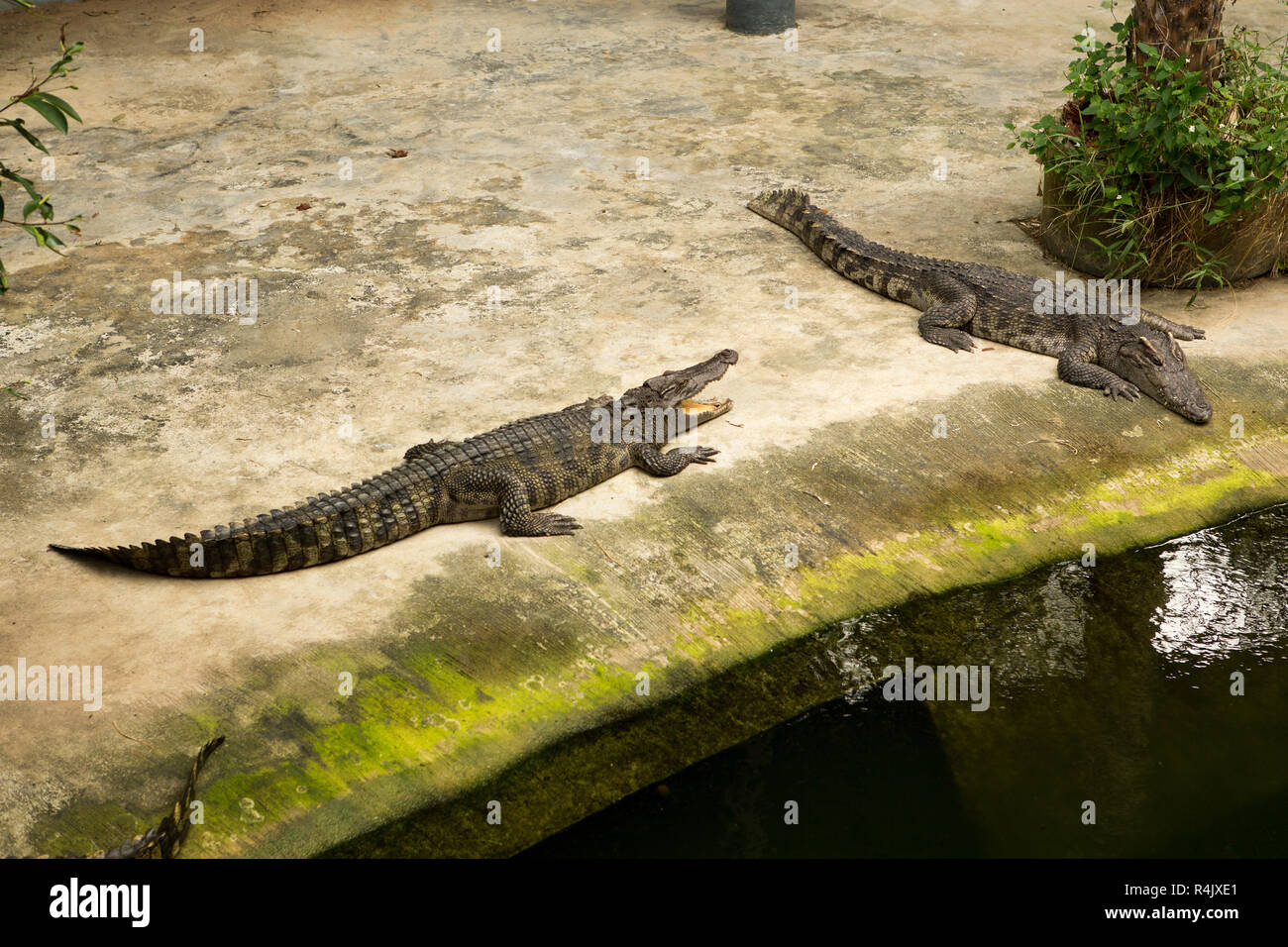 thailand crocodile farm and zoo Stock Photo - Alamy