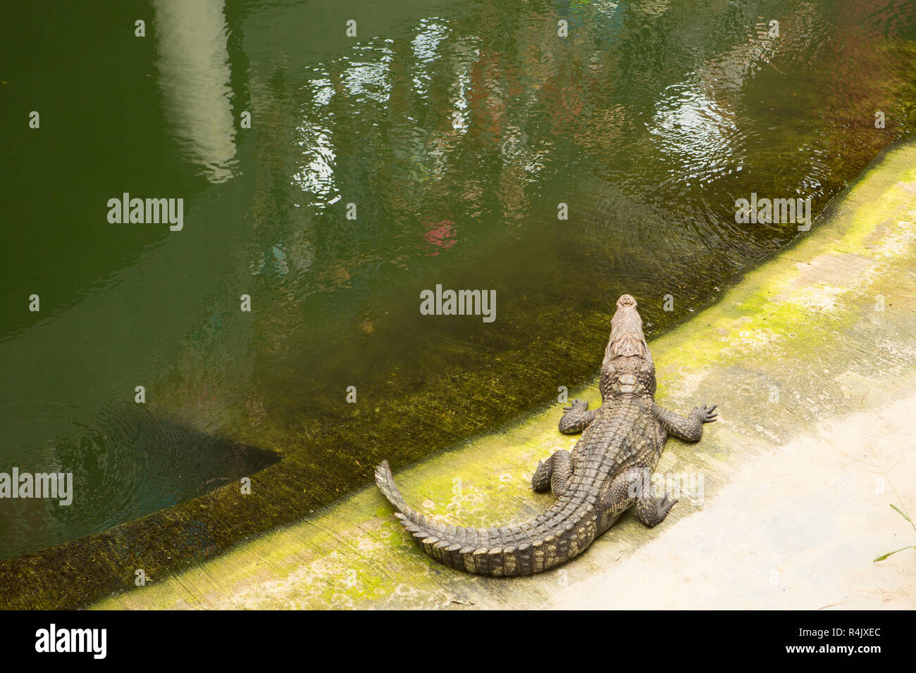 thailand crocodile farm and zoo Stock Photo - Alamy