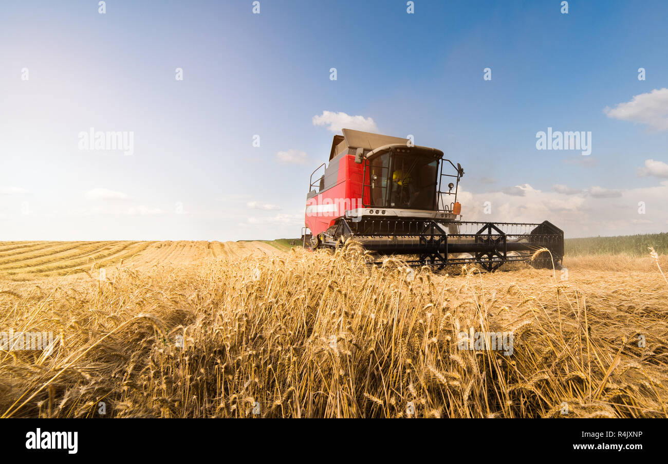 Harvesting of wheat fields with combine Stock Photo - Alamy