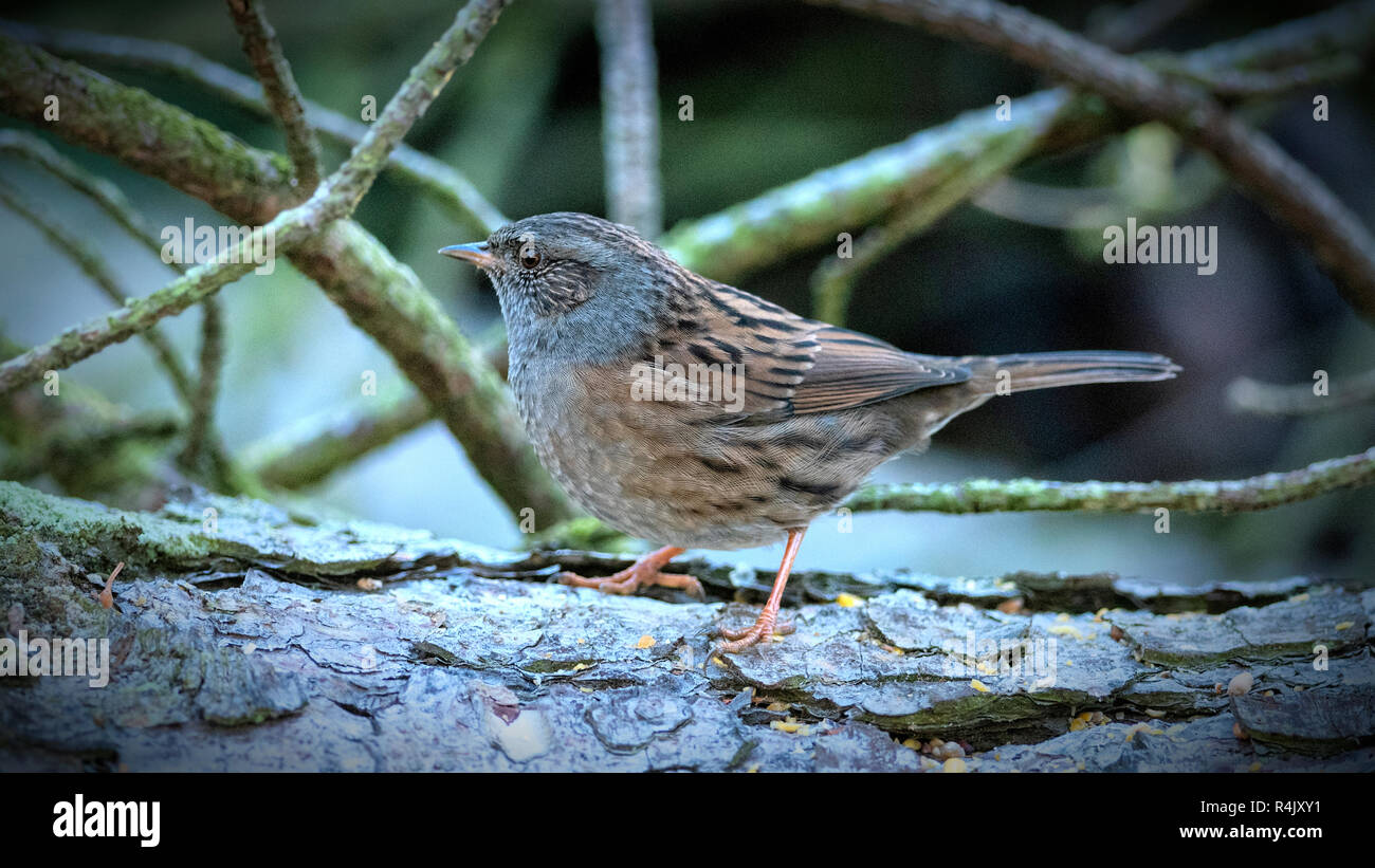 Dunnock side view perched hi-res stock photography and images - Alamy