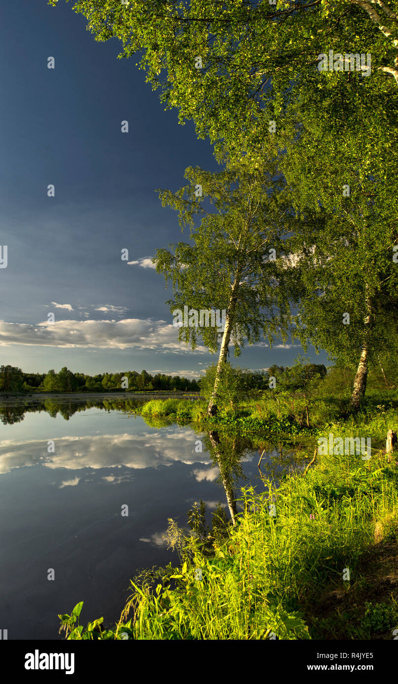 Natural landscape. The grass, the trees on the shore of a lake or river ...