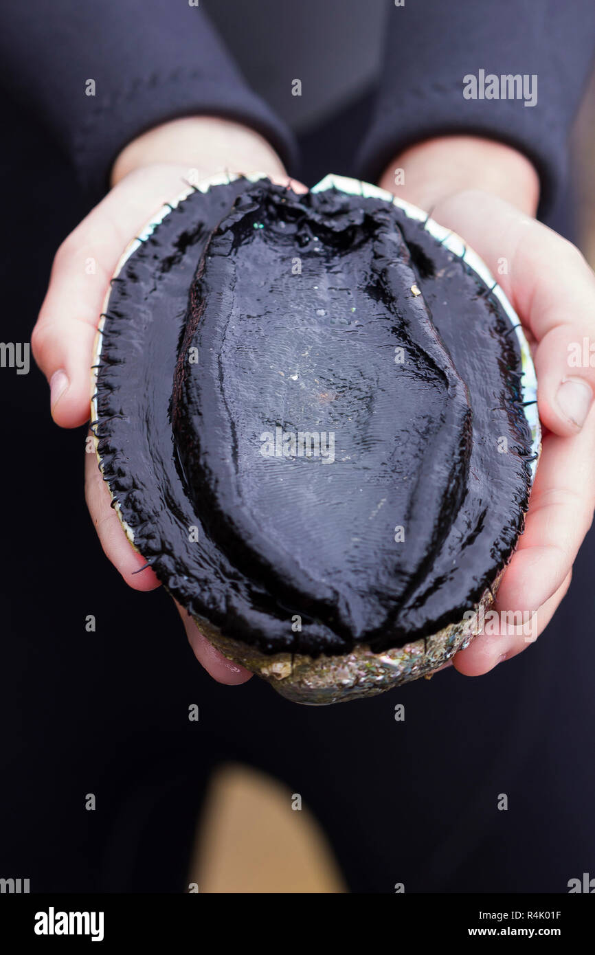 Paua hi-res stock photography and images - Alamy