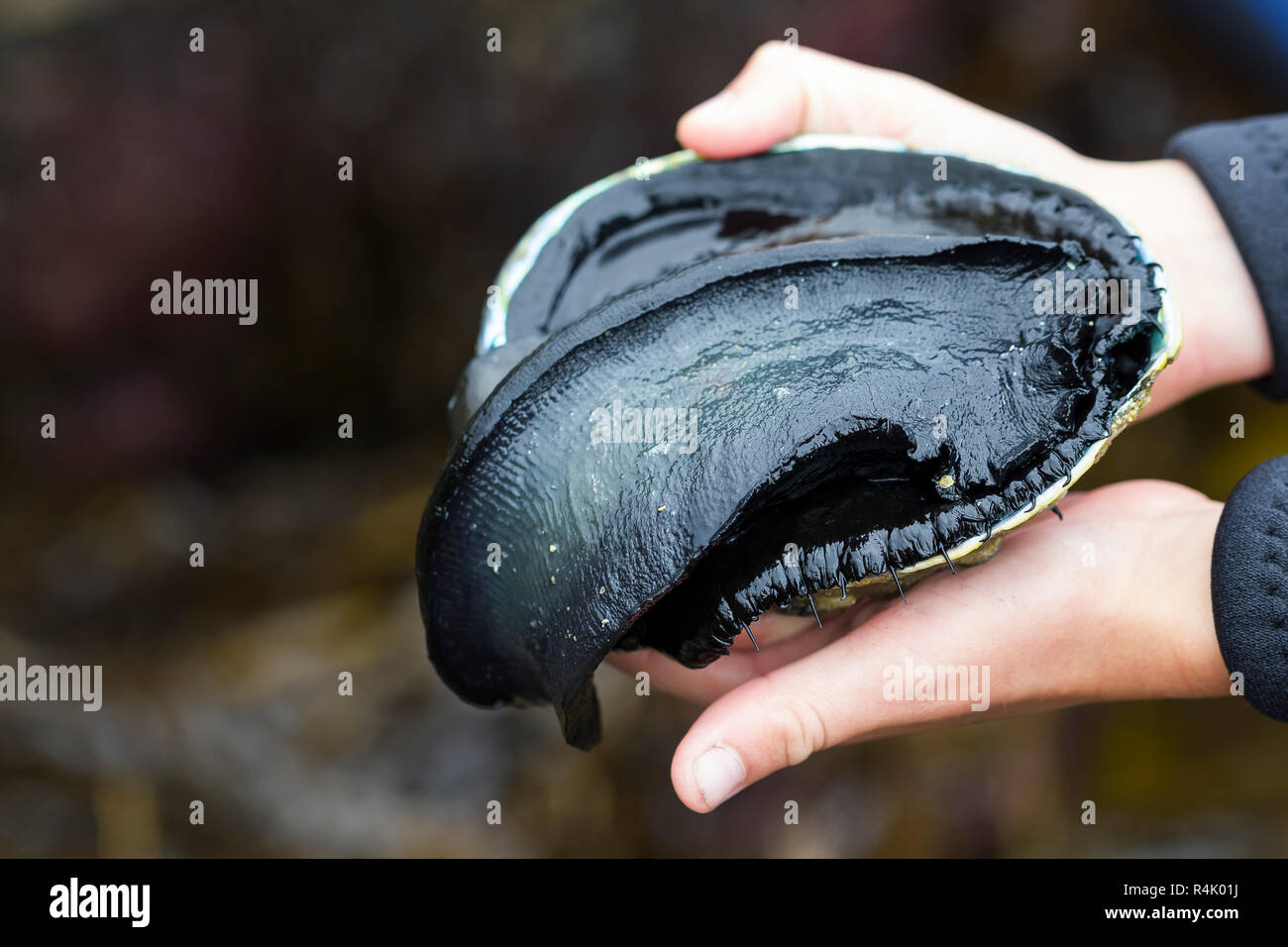 Girl Holding Freshly Gathered Paua Stock Photo - Alamy