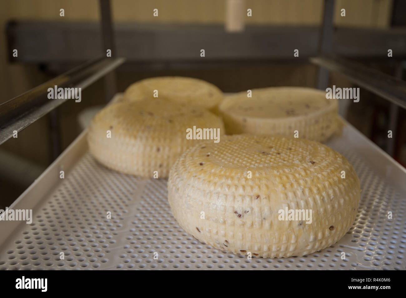 aging cheese heads Stock Photo - Alamy