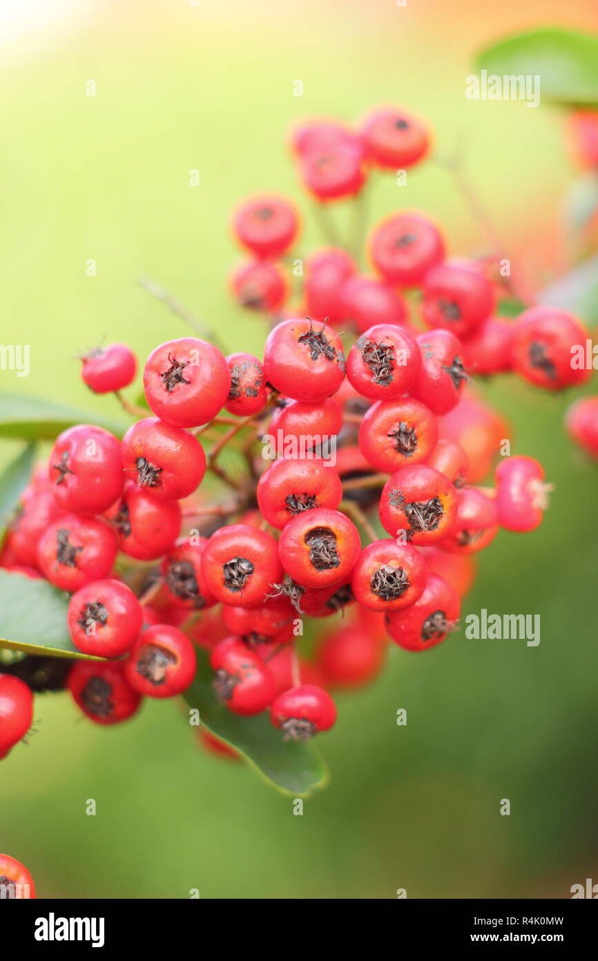 Garden red berries hi-res stock photography and images - Alamy