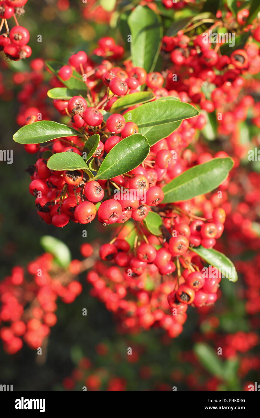 Berries of Pyracantha 'Saphyr Rouge', also called Cadrou, add colour to ...