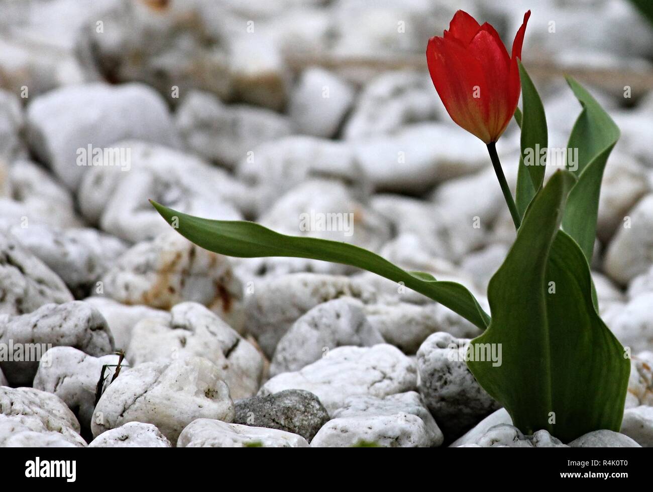 red tulip in the rockery Stock Photo - Alamy