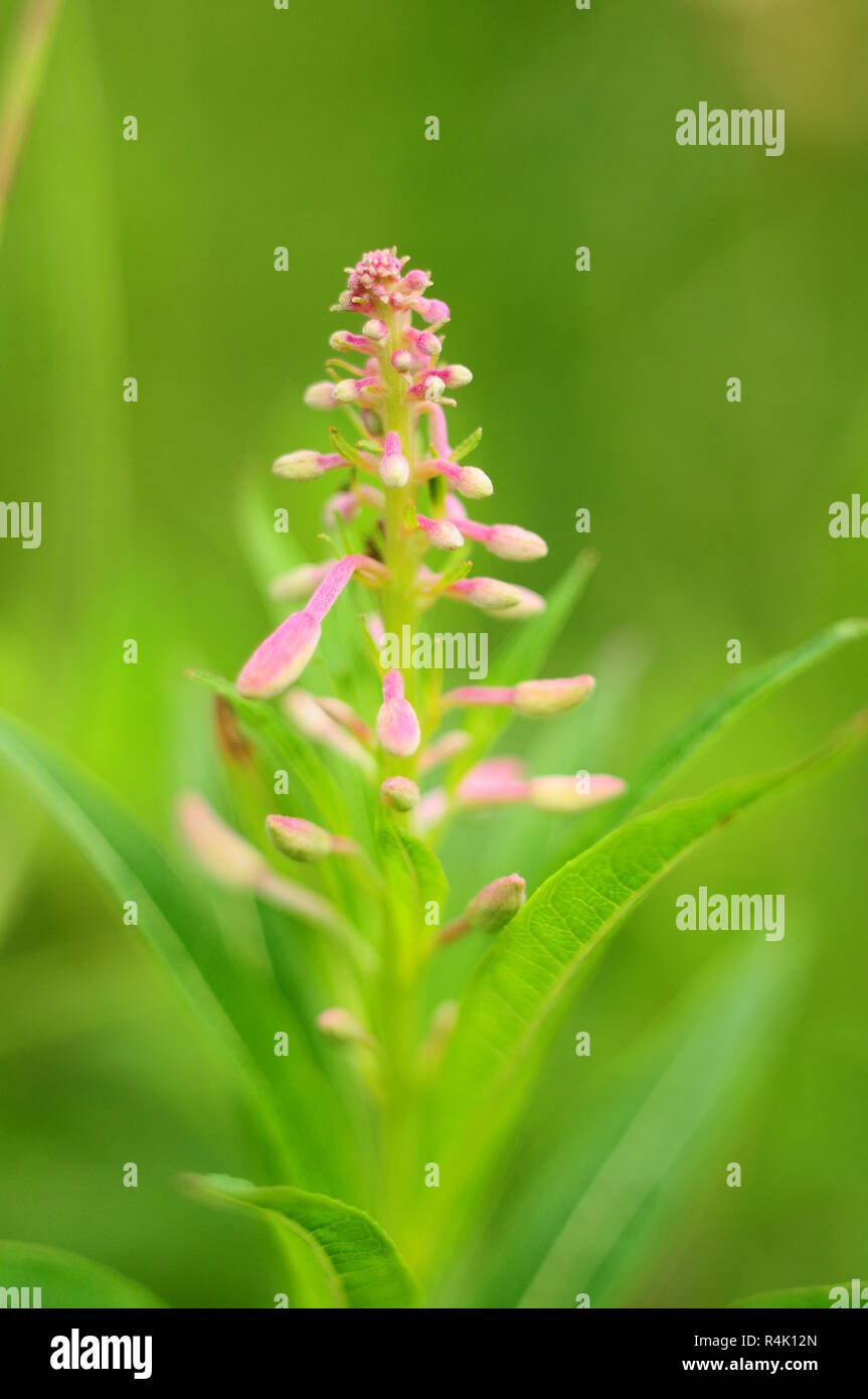 Pink stamens of Ivan-tea, blurred, close-up Stock Photo - Alamy