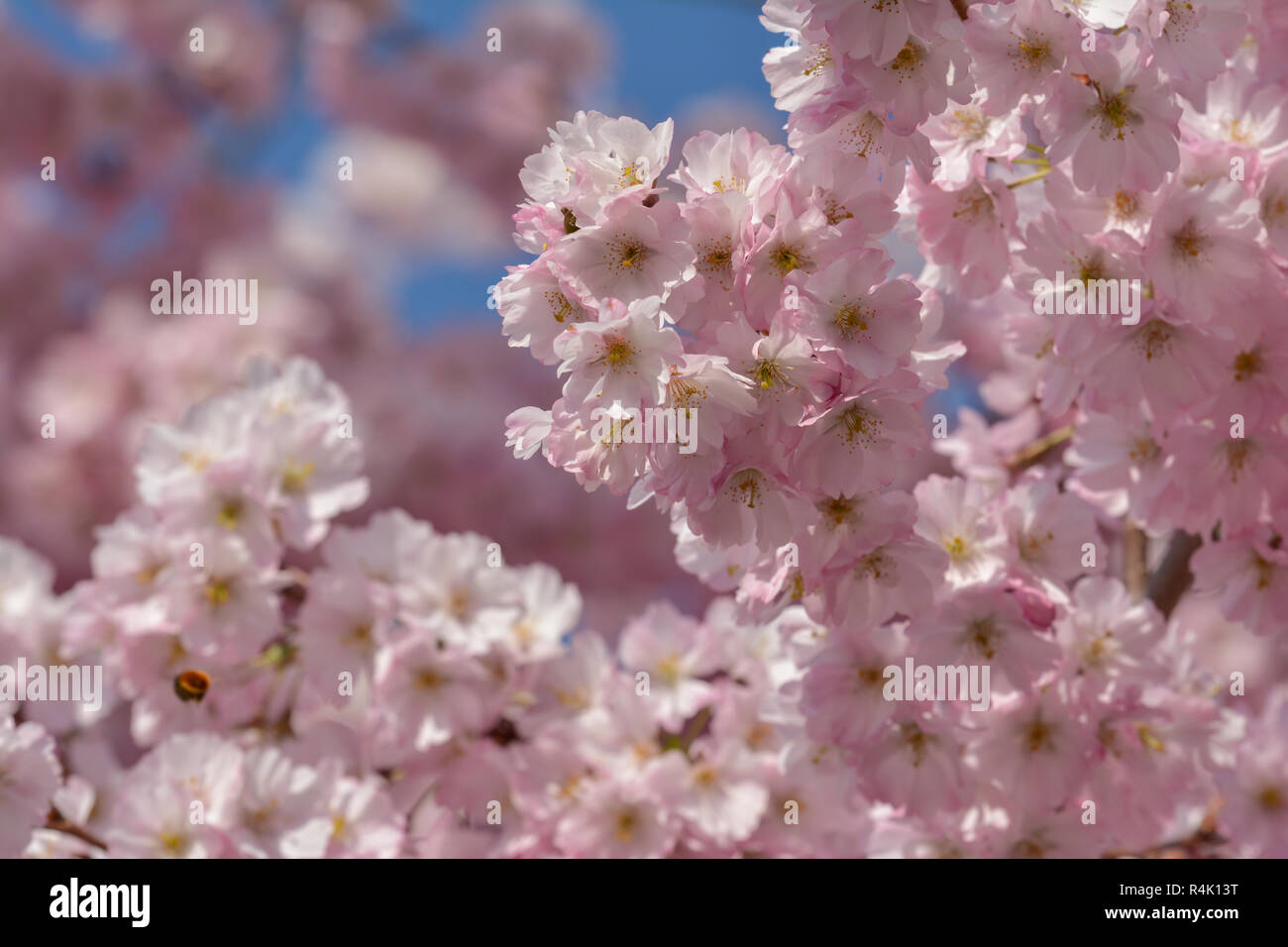 insects in japanese cherry blossoms Stock Photo - Alamy