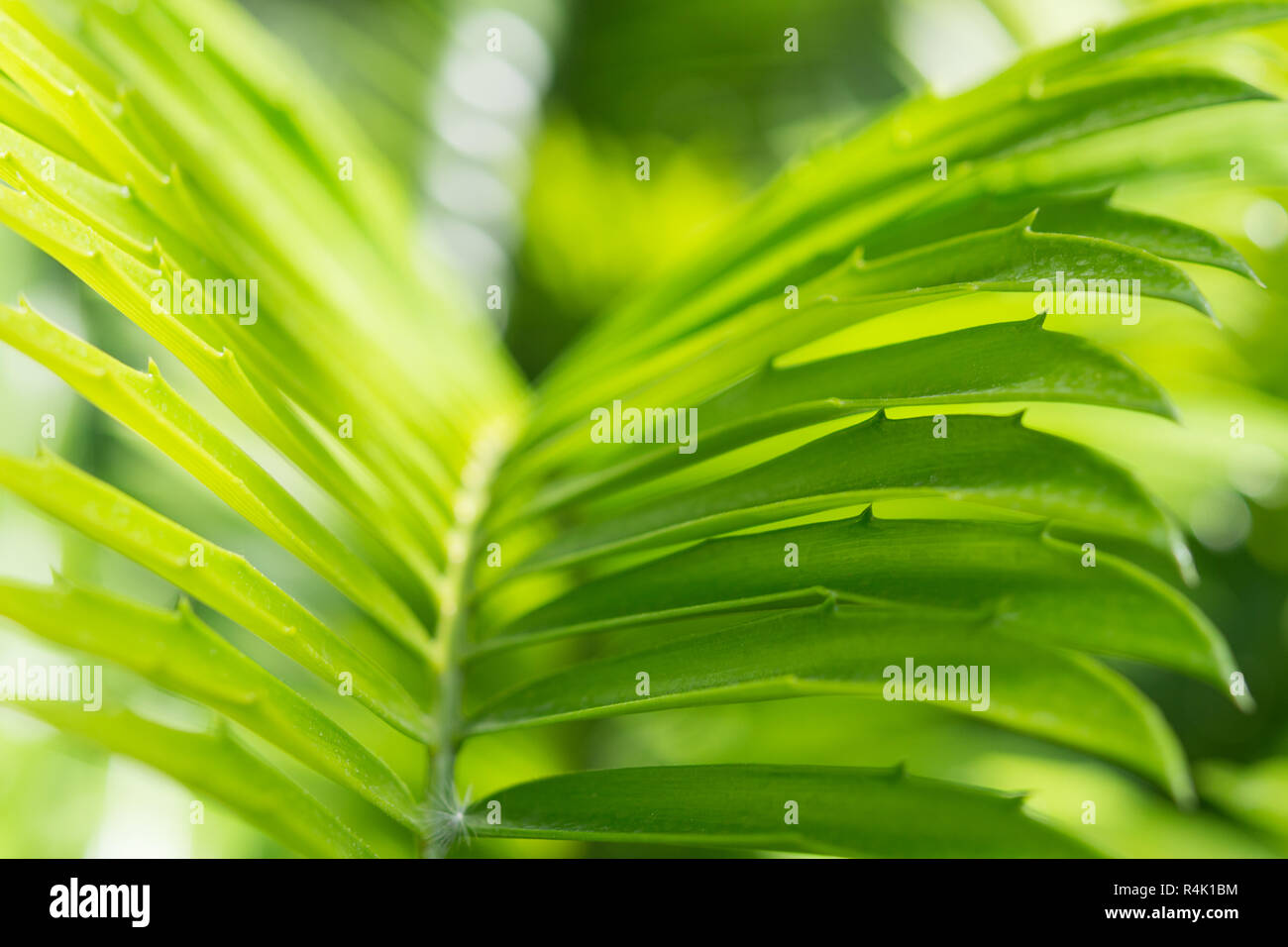Backlit palm frond on sunlight Stock Photo - Alamy