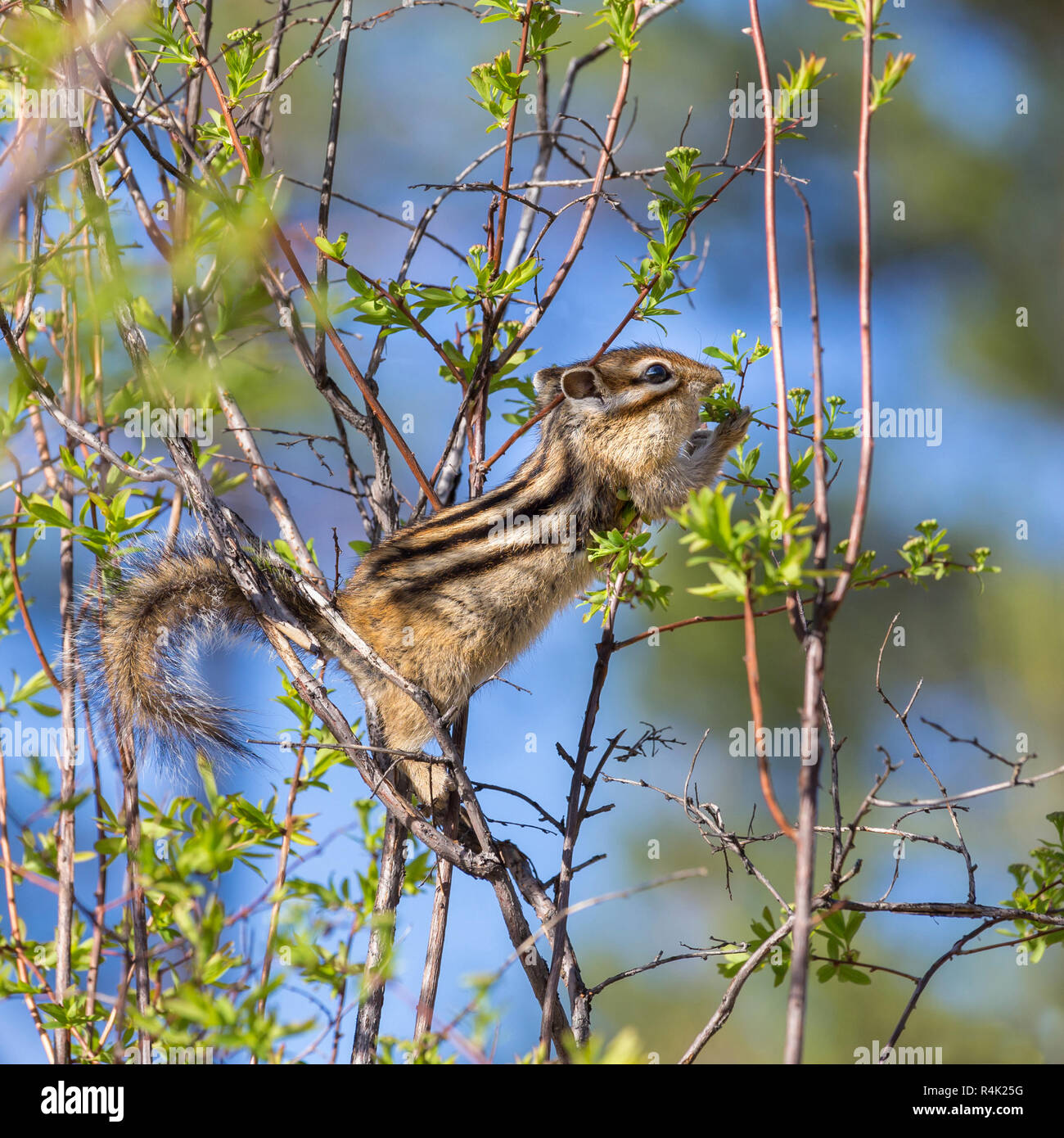 Chipmunk eating young leaves on the bush Stock Photo - Alamy