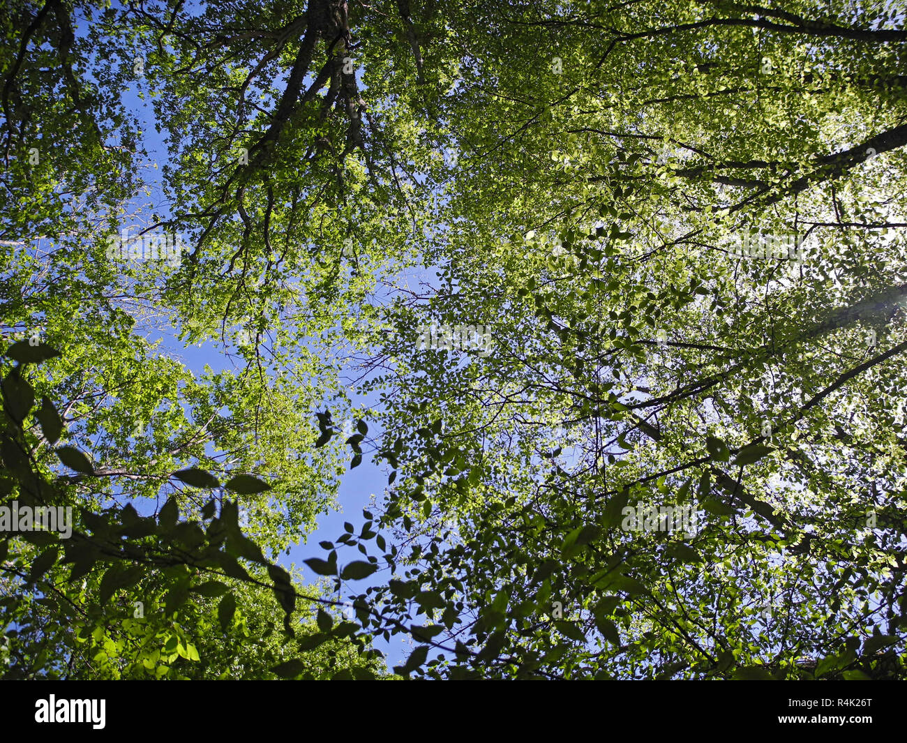 Green tree branches against the sky. View up Stock Photo - Alamy