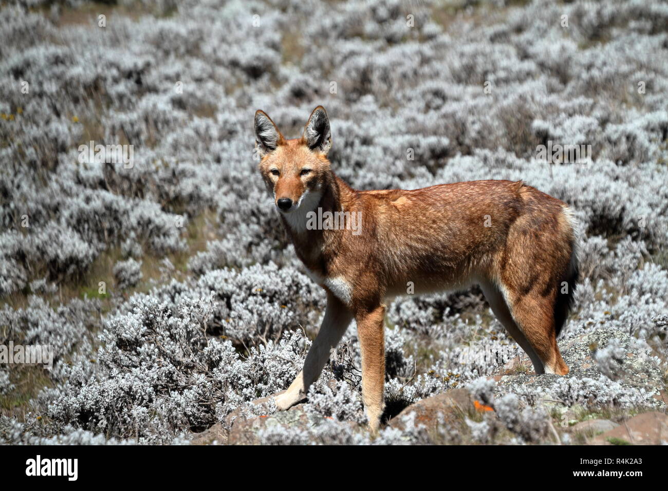 Abessinischer wolf hi-res stock photography and images - Alamy
