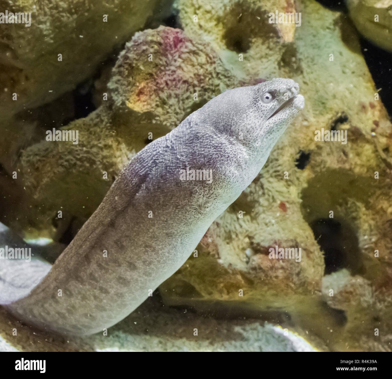 Serpent water tank hi-res stock photography and images - Alamy