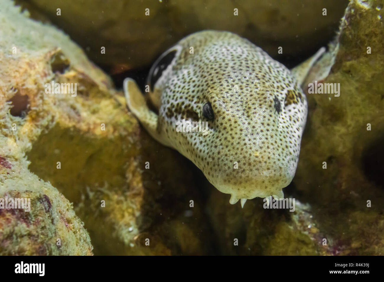 brown spotted white moray eel with dracula teeth, sneaking from behind ...