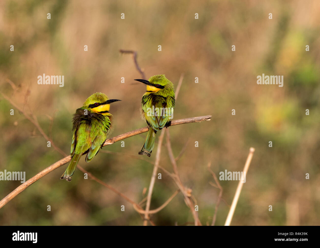 Little Bee-eater (Merops pusillus Stock Photo - Alamy