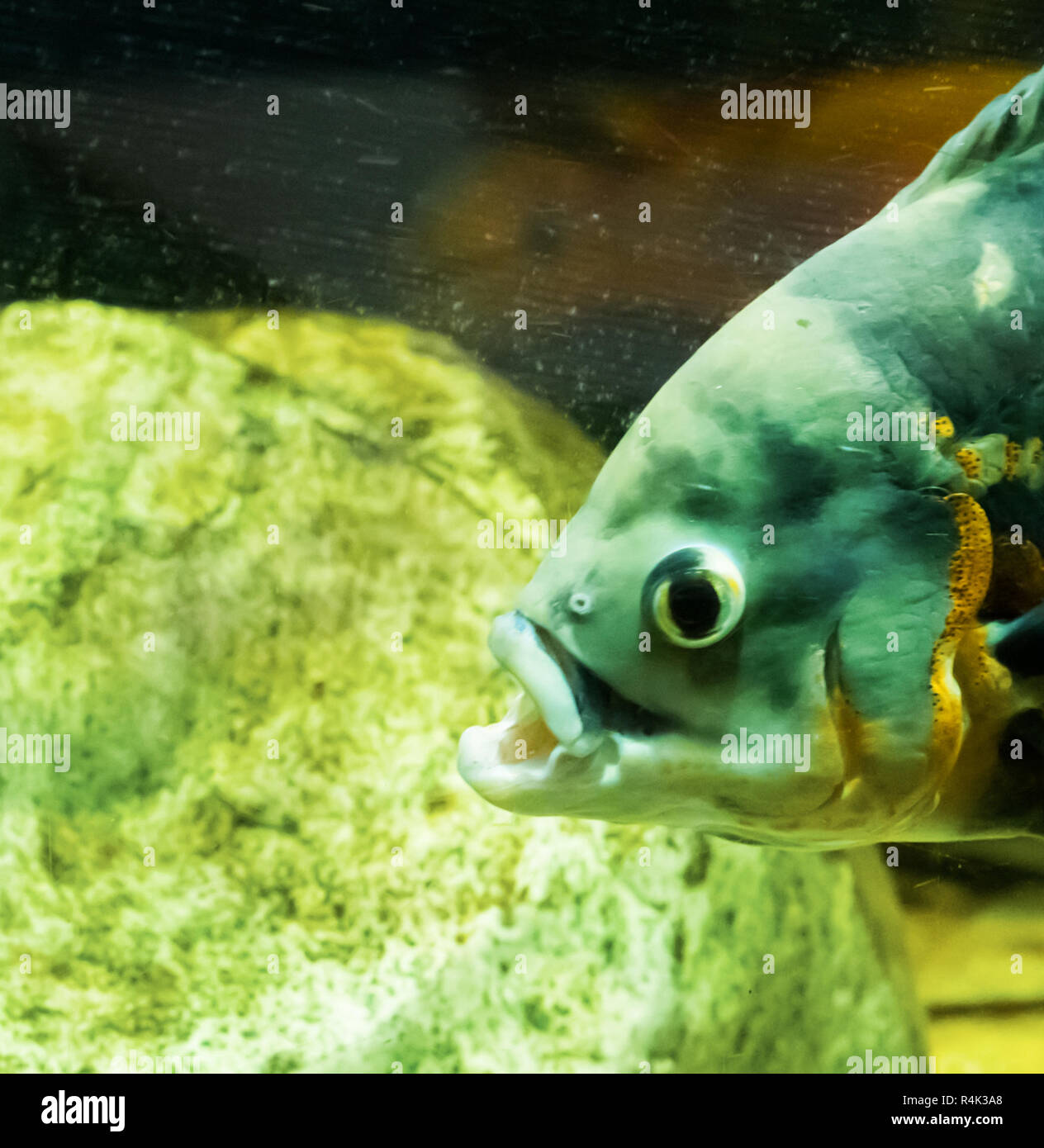 tiger oscar fish head in close up with open mouth, a funny portrait of ...