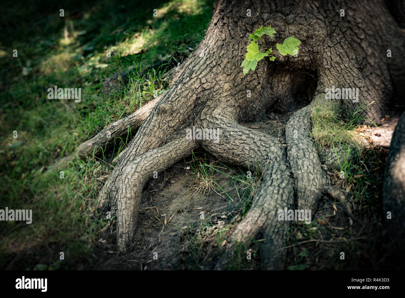 Tree roots with green grass Stock Photo - Alamy