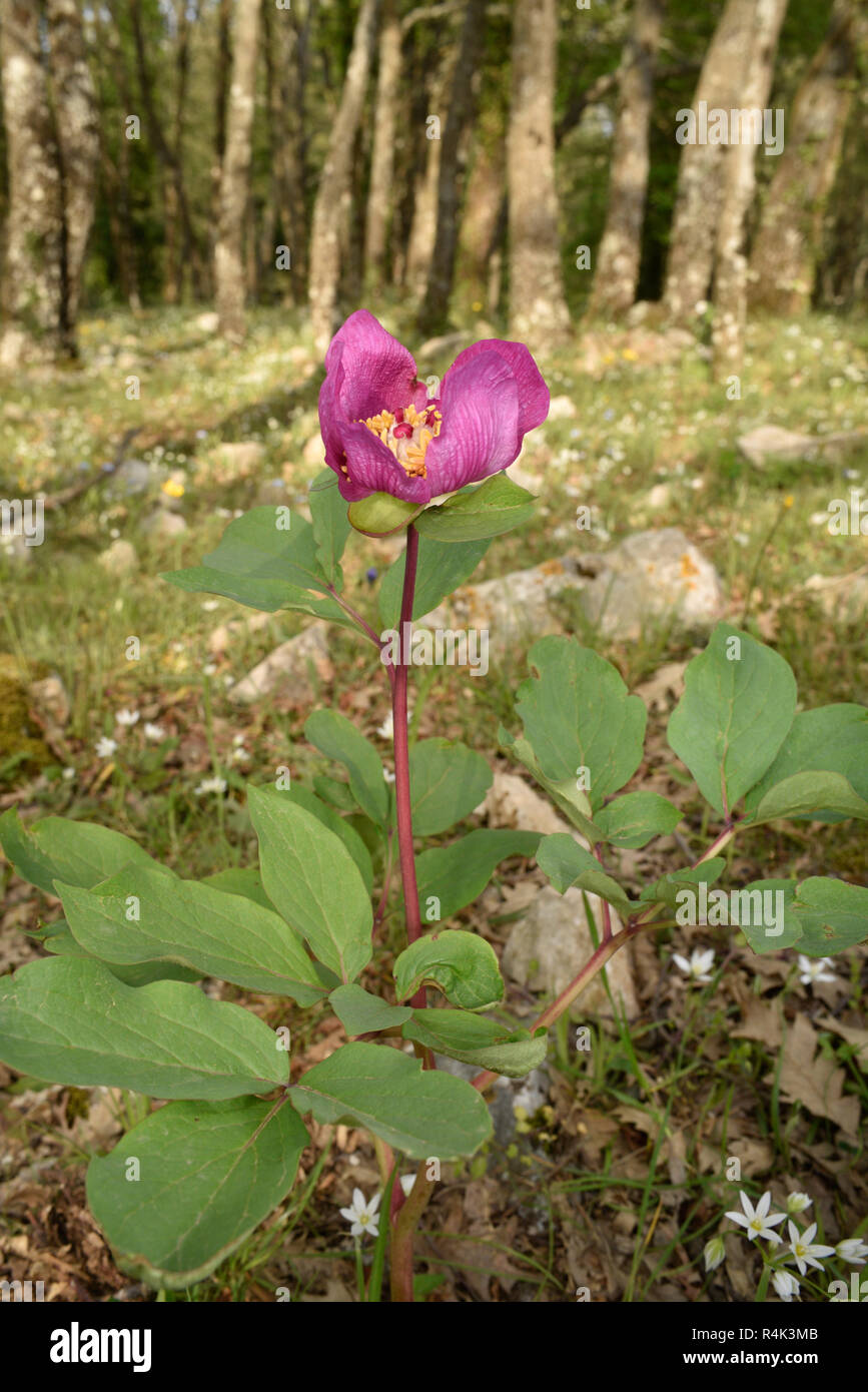 Wild Peony - Paeonia mascula Stock Photo - Alamy