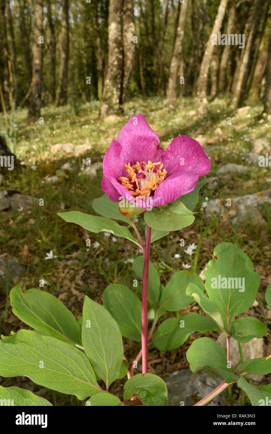 Paeonia Mascula Stock Photos & Paeonia Mascula Stock Images - Alamy