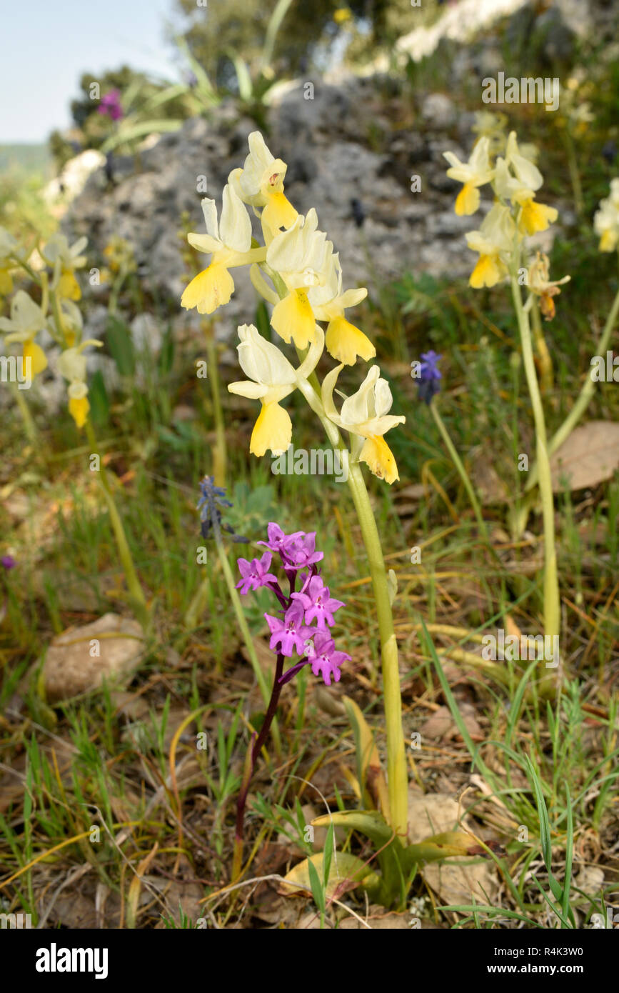 Sparse-flowered Orchid - Orchis pauciflora and Four-spotted Orchid O ...