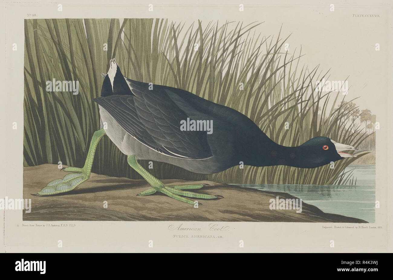 American Coot. Dated: 1835. Medium: hand-colored etching and aquatint ...