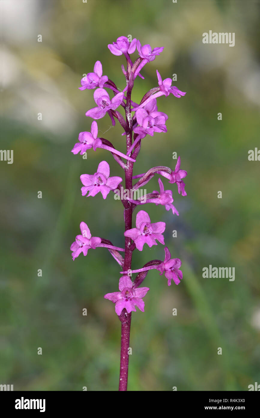 Four-spotted Orchid - Orchis quadripunctata Stock Photo - Alamy