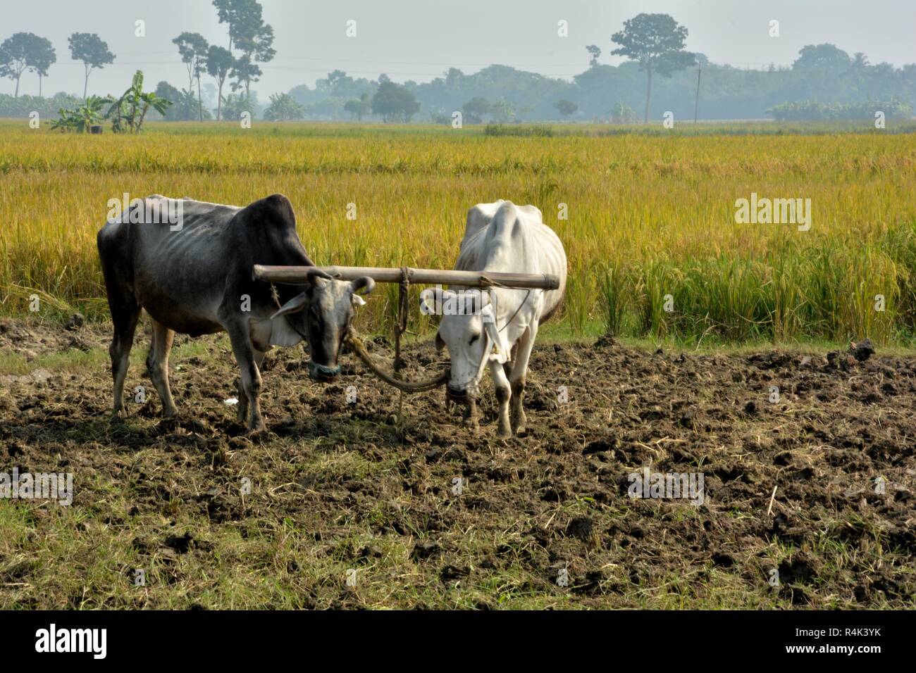 Paddy cultivation hi-res stock photography and images - Alamy
