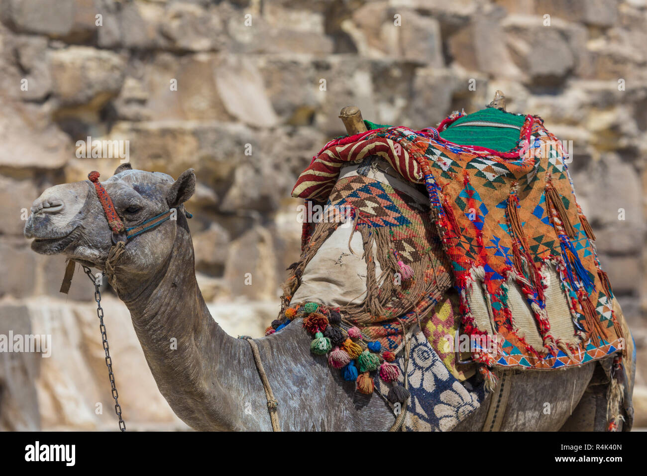 Egyptian Camel at Giza Pyramids background. Tourist attraction ...