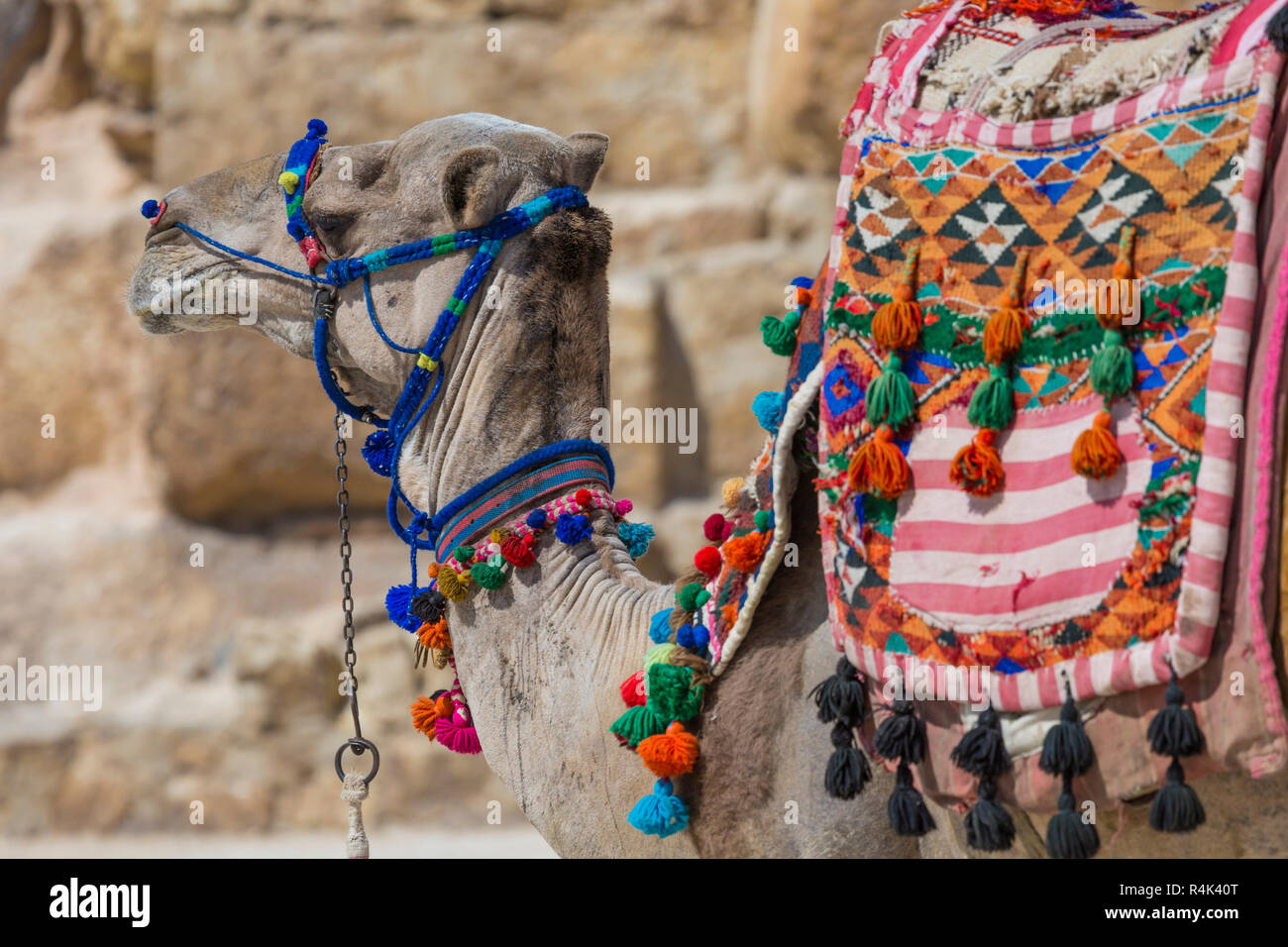 Egyptian Camel at Giza Pyramids background. Tourist attraction ...