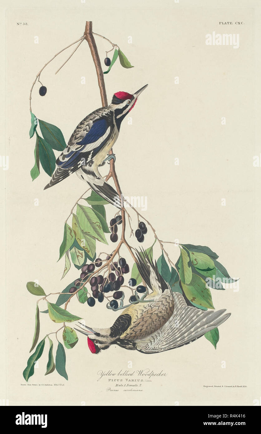 Yellow bellied sapsucker feather hi-res stock photography and images ...