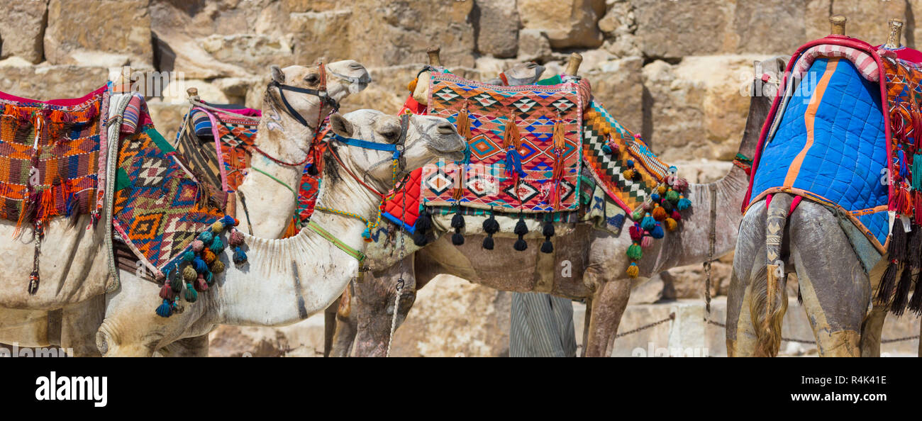 Egyptian Camel at Giza Pyramids background. Tourist attraction ...