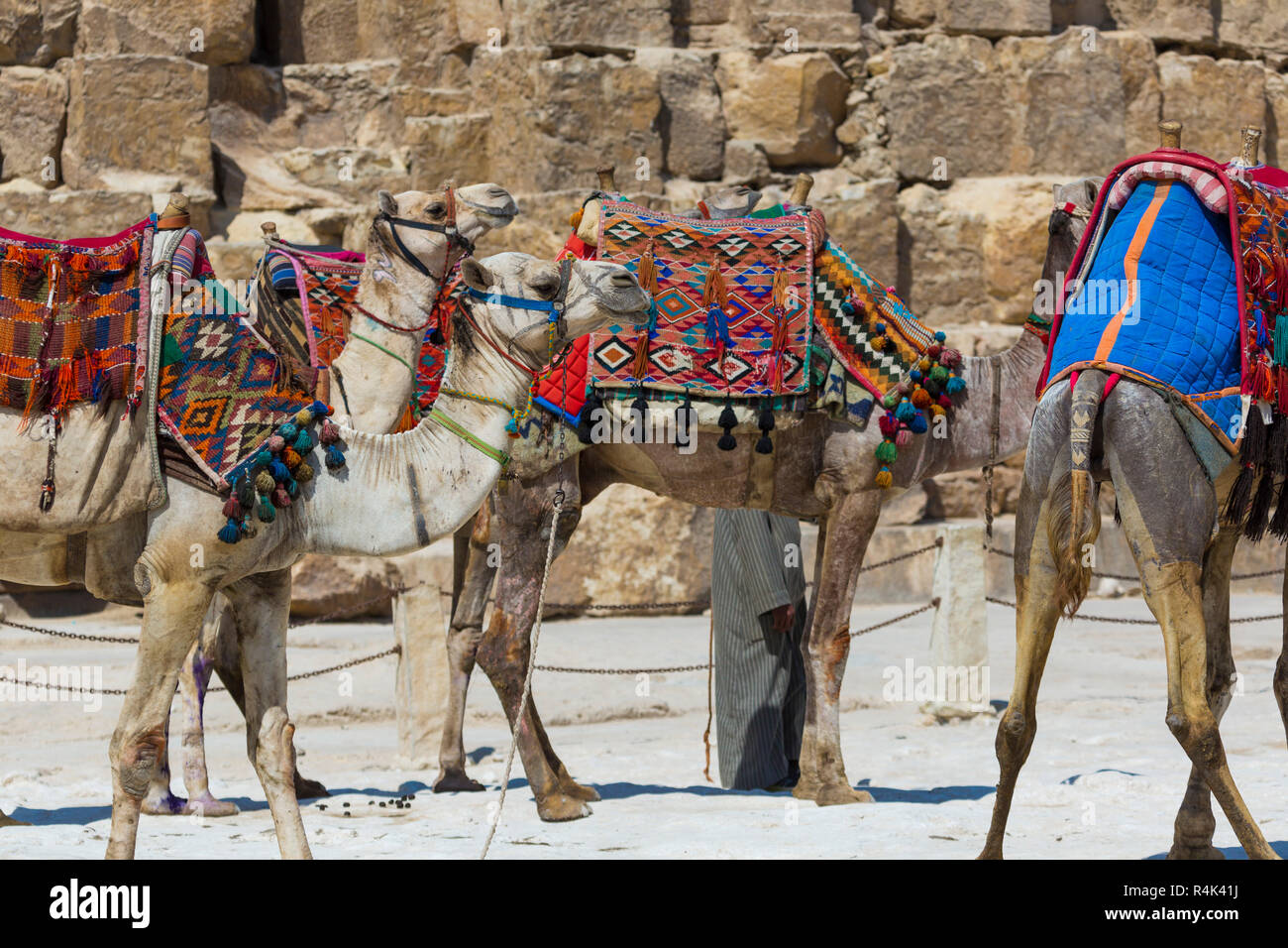 Egyptian Camel at Giza Pyramids background. Tourist attraction ...