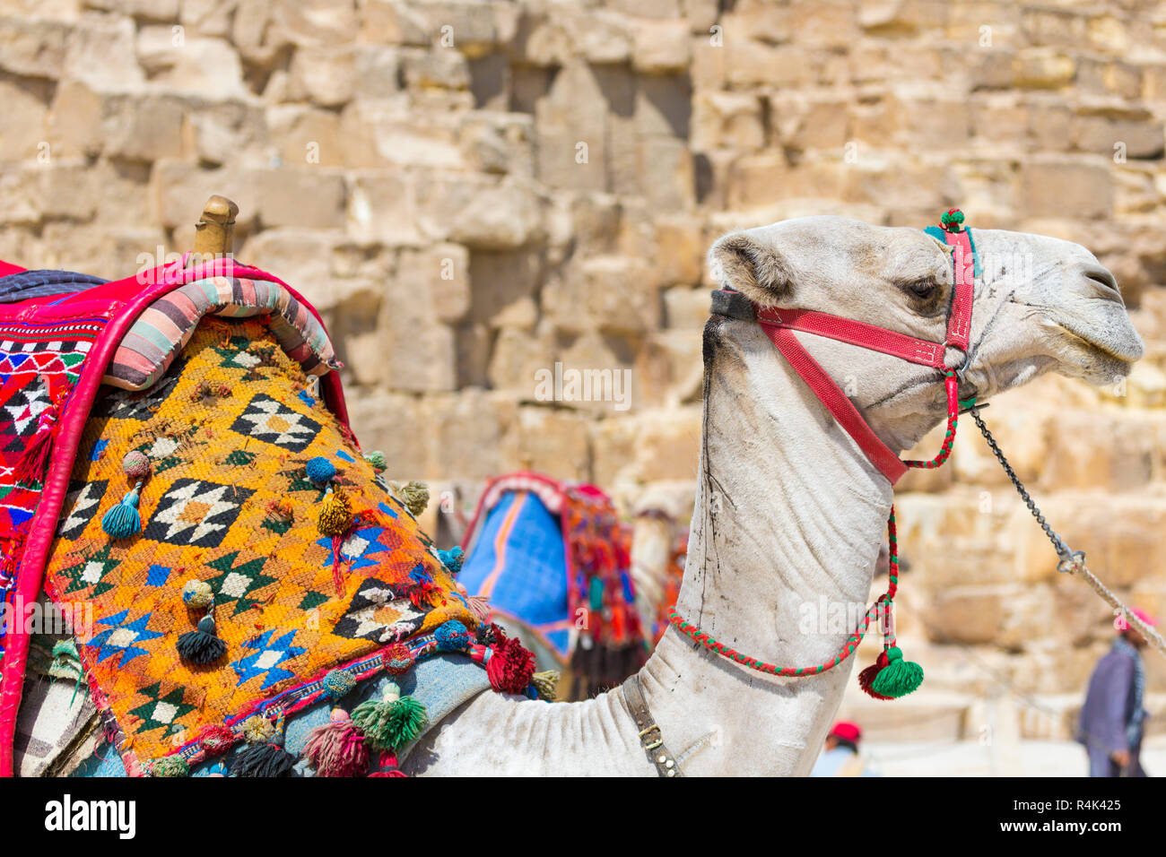 Egyptian Camel at Giza Pyramids background. Tourist attraction ...