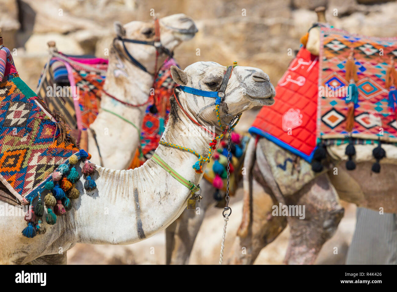 Egyptian Camel at Giza Pyramids background. Tourist attraction ...