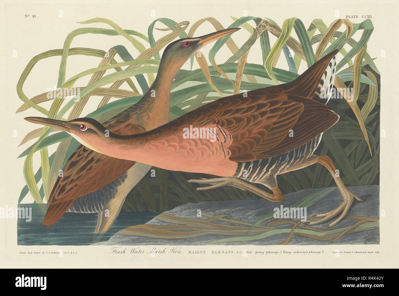 Fresh Water Marsh Hen. Dated: 1834. Medium: hand-colored etching and ...
