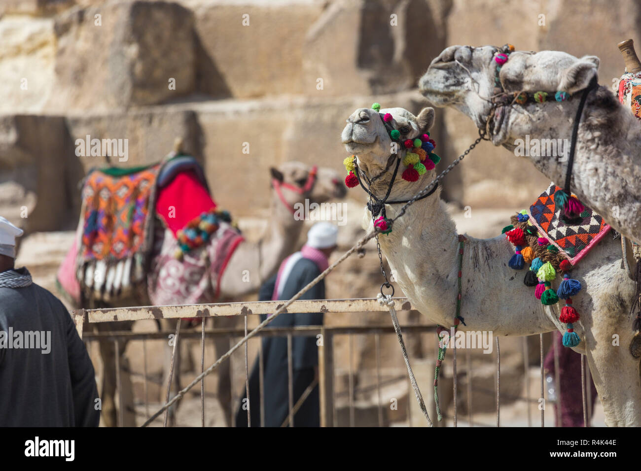 Egyptian Camel at Giza Pyramids background. Tourist attraction ...