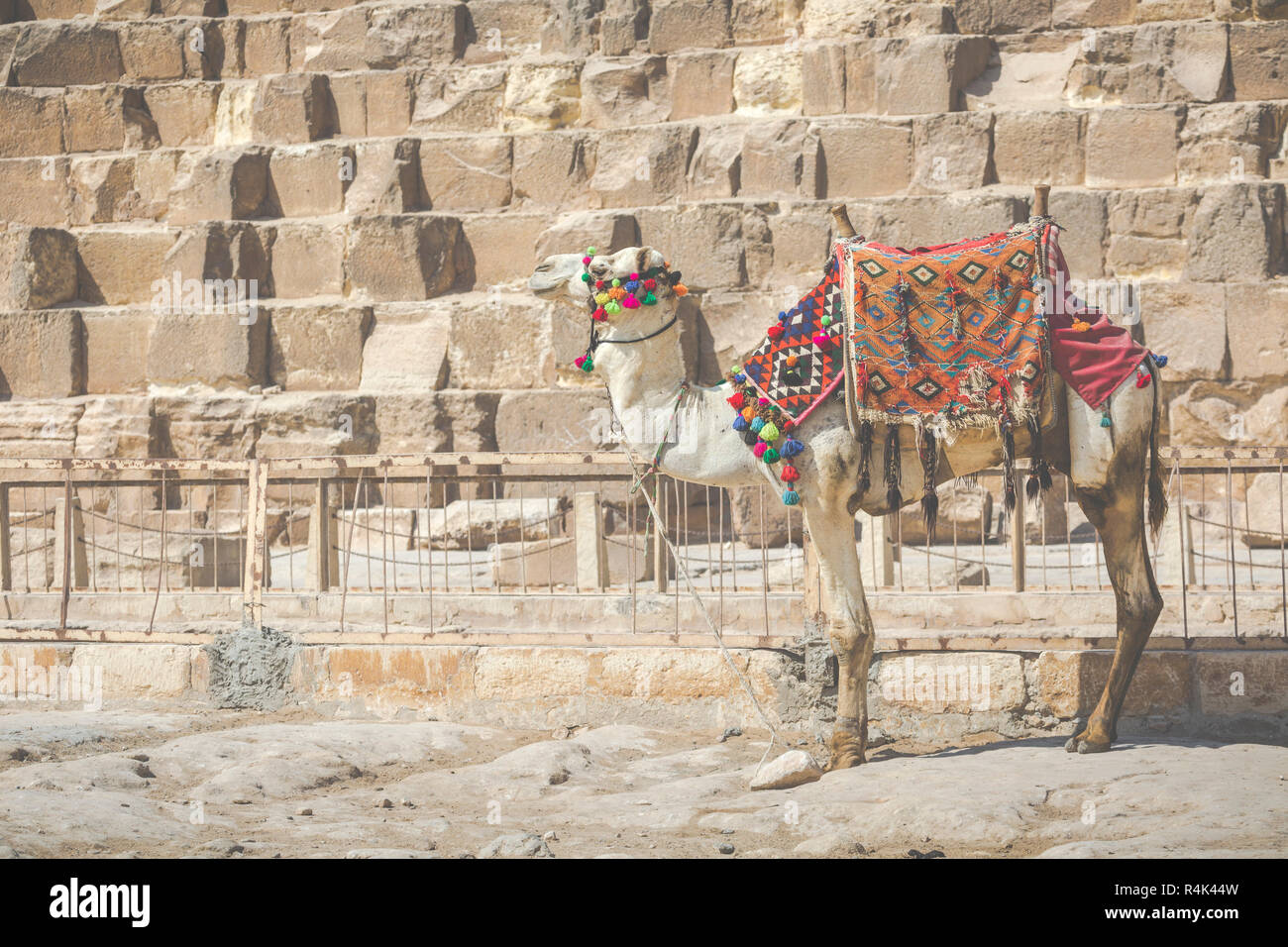 Egyptian Camel at Giza Pyramids background. Tourist attraction ...