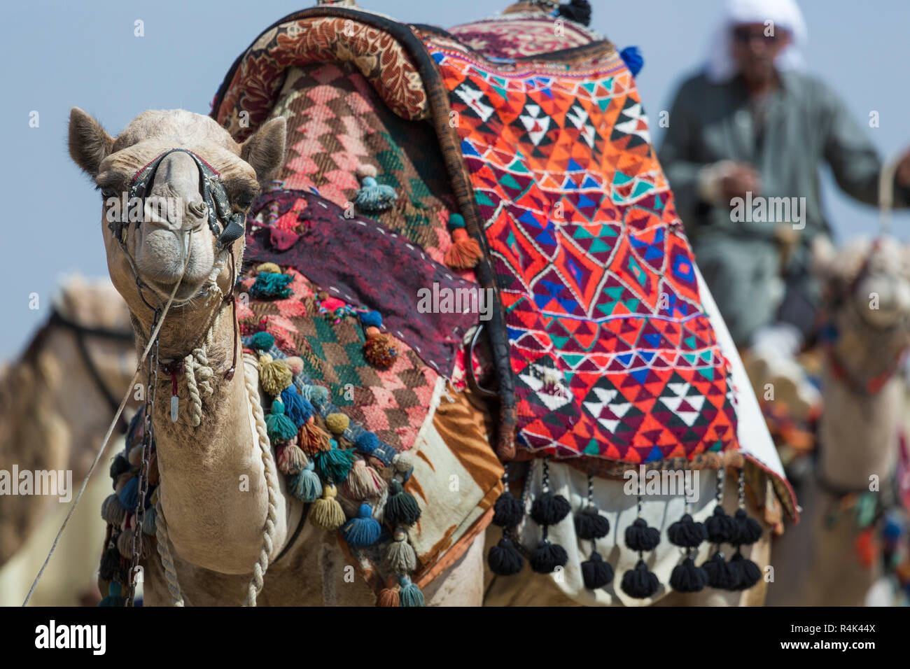 Egyptian Camel at Giza Pyramids background. Tourist attraction ...