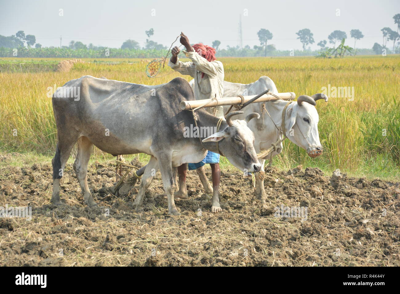 An Indian farmer in west Bengal is getting ready by fixing the plow to ...