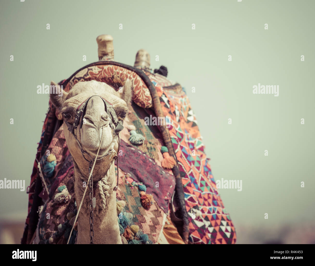 Egyptian Camel at Giza Pyramids background. Tourist attraction ...
