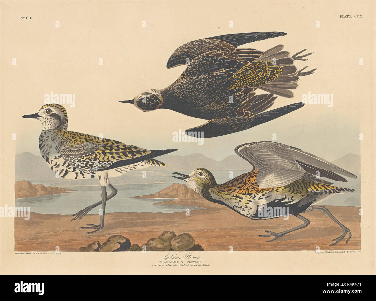 Plover types hi-res stock photography and images - Alamy