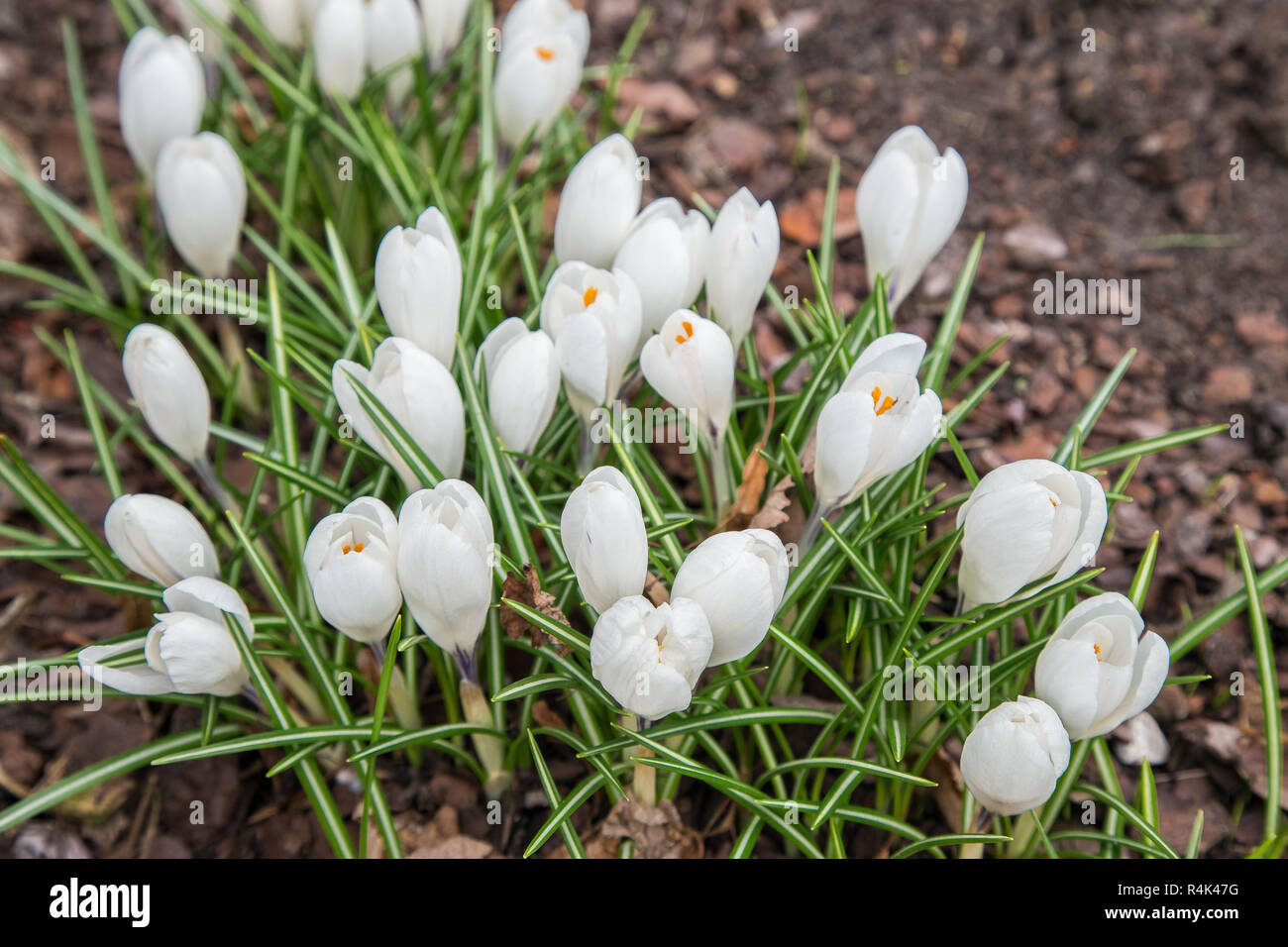 Crocusflowers hi-res stock photography and images - Alamy