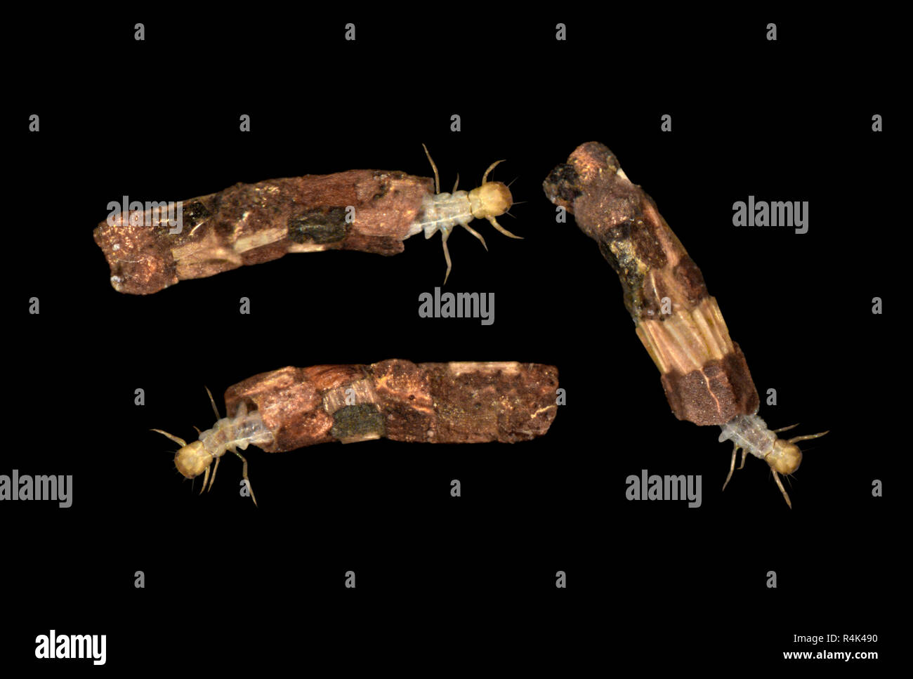 Sedge larva hi-res stock photography and images - Alamy