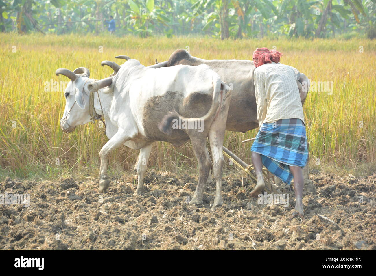 Traditional farming methods hi-res stock photography and images - Alamy Traditional farming methods hi-res stock photography and images - Alamy