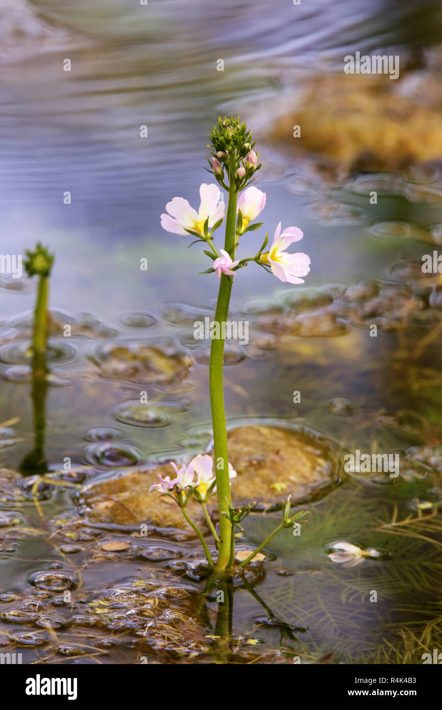Hydrophyt hi-res stock photography and images - Alamy